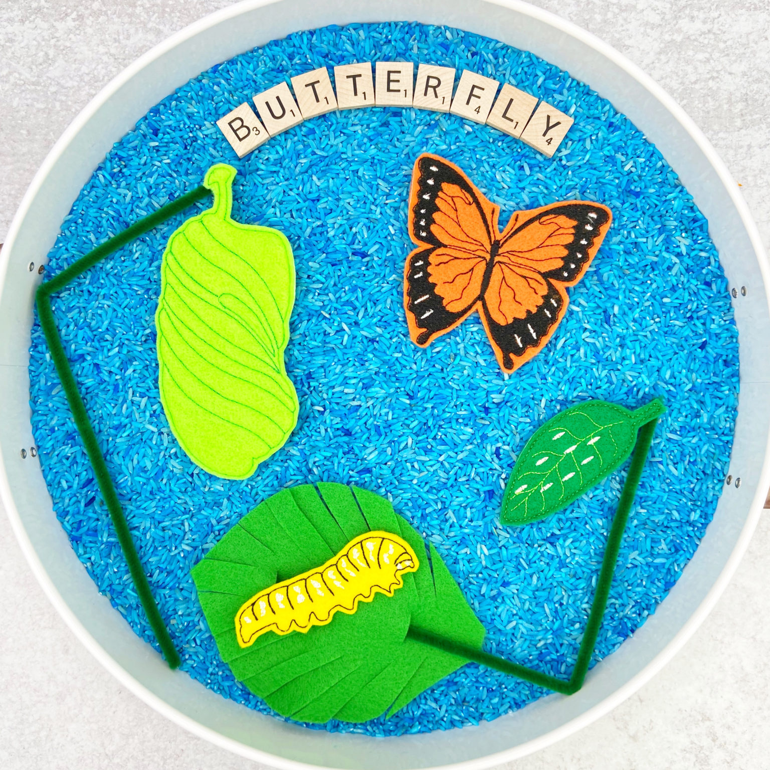 LIFE CYCLE OF A BUTTERFLY – The Maternal Hobbyist